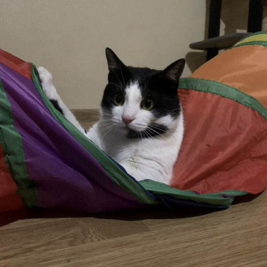 Коты в добрые руки