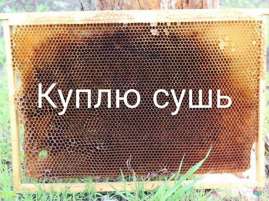 Сушь для пчел