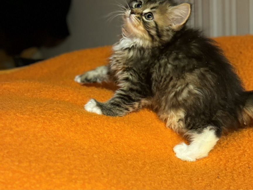 Девочка от родителей больших пород