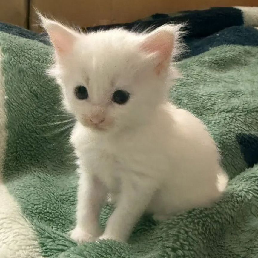 Мейн-кун котёнок