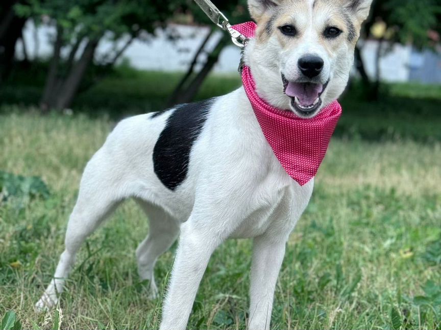 Собака-подросток. 10 месяцев. Ищем добрые руки