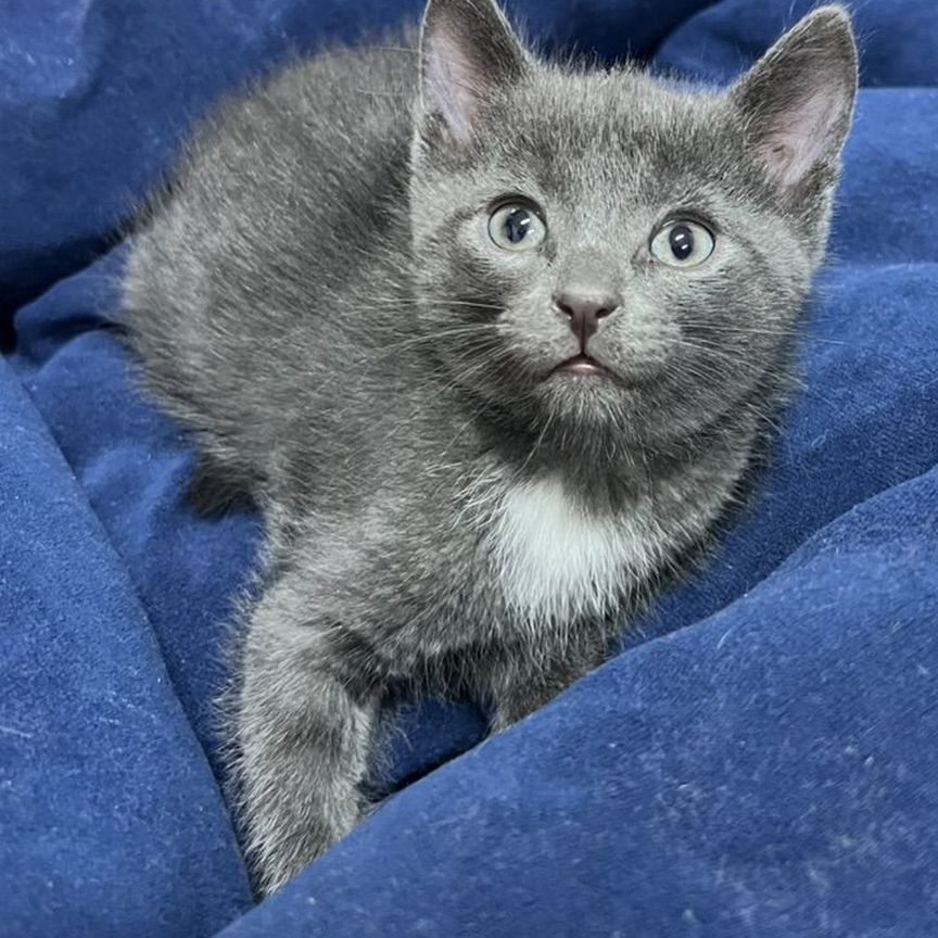 Котенок мальчик 2 мес. ищет семью котята