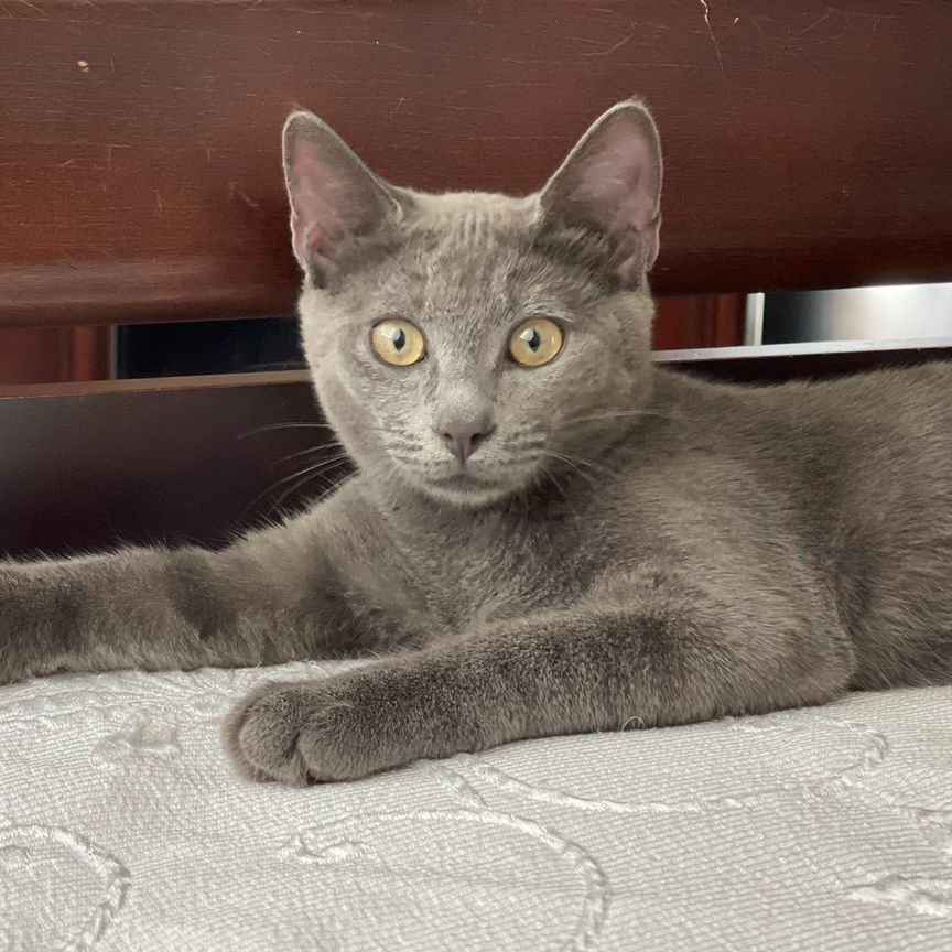 Велюрчиковый котенок 4 мес. дымчатого цвета