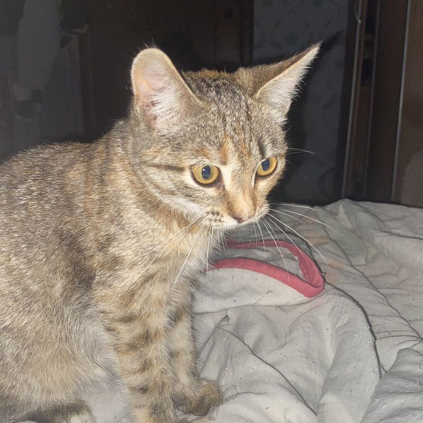 Кошки
