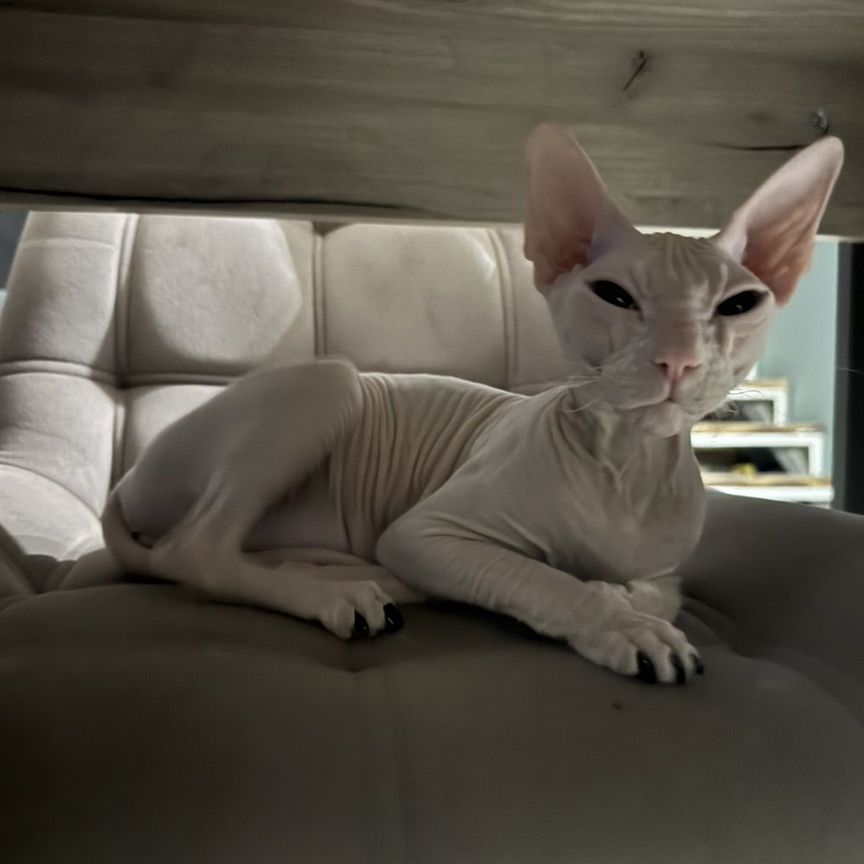 Донской сфинкс, взрослая кошка