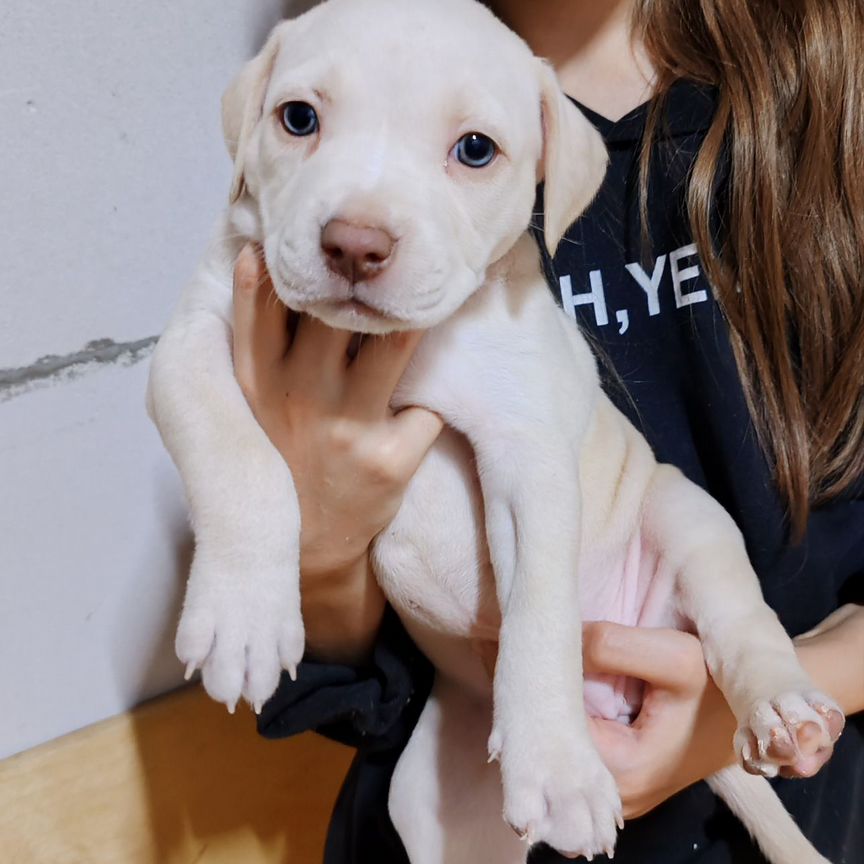 Девчульки питбульки