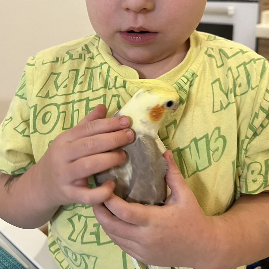 Ласковая Буся - полностью ручная птичка