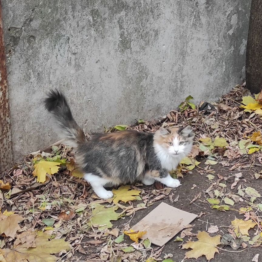 Котëнок безумно красивый без укрытия