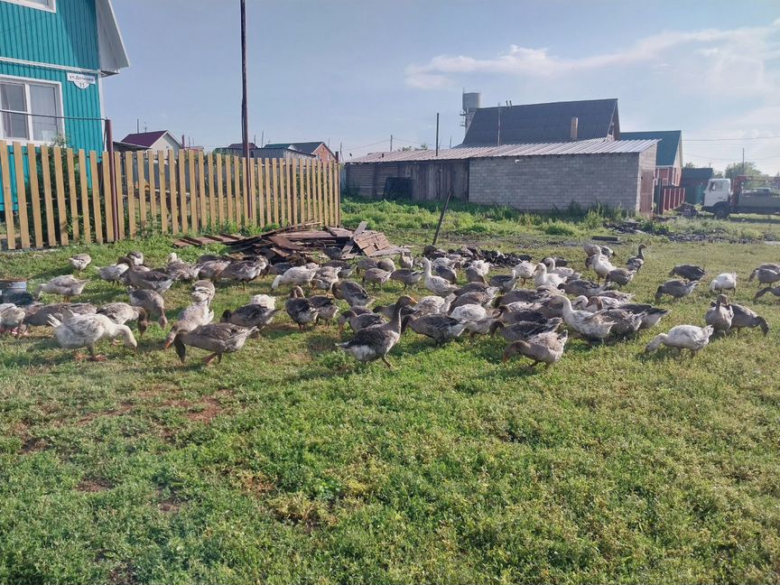 Гуси крупные серые 3 мес