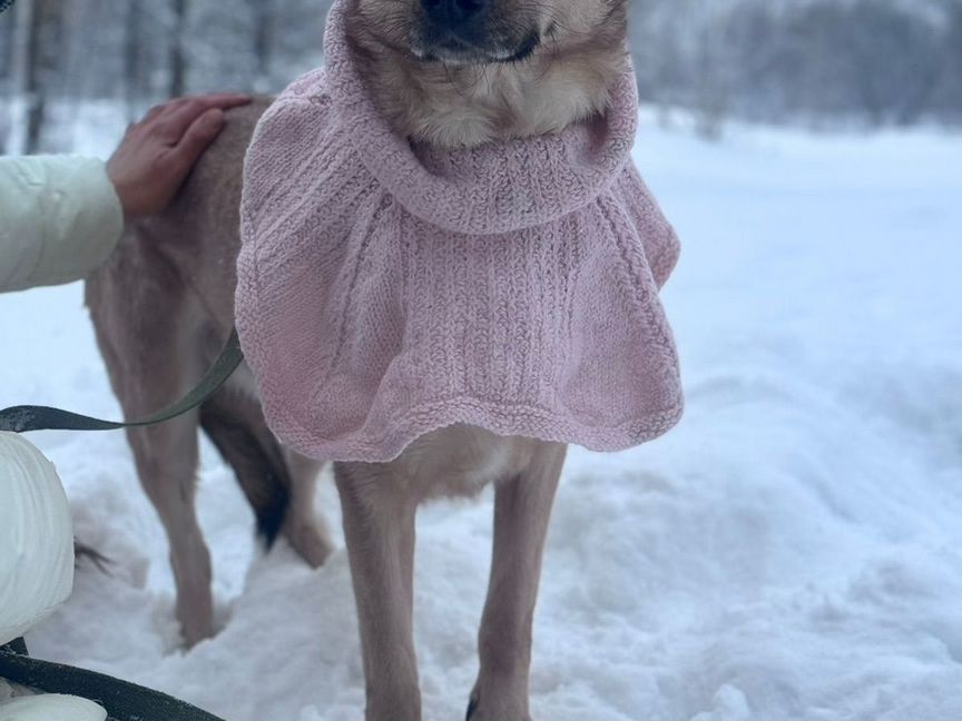 Красавица Хельга в добрые руки