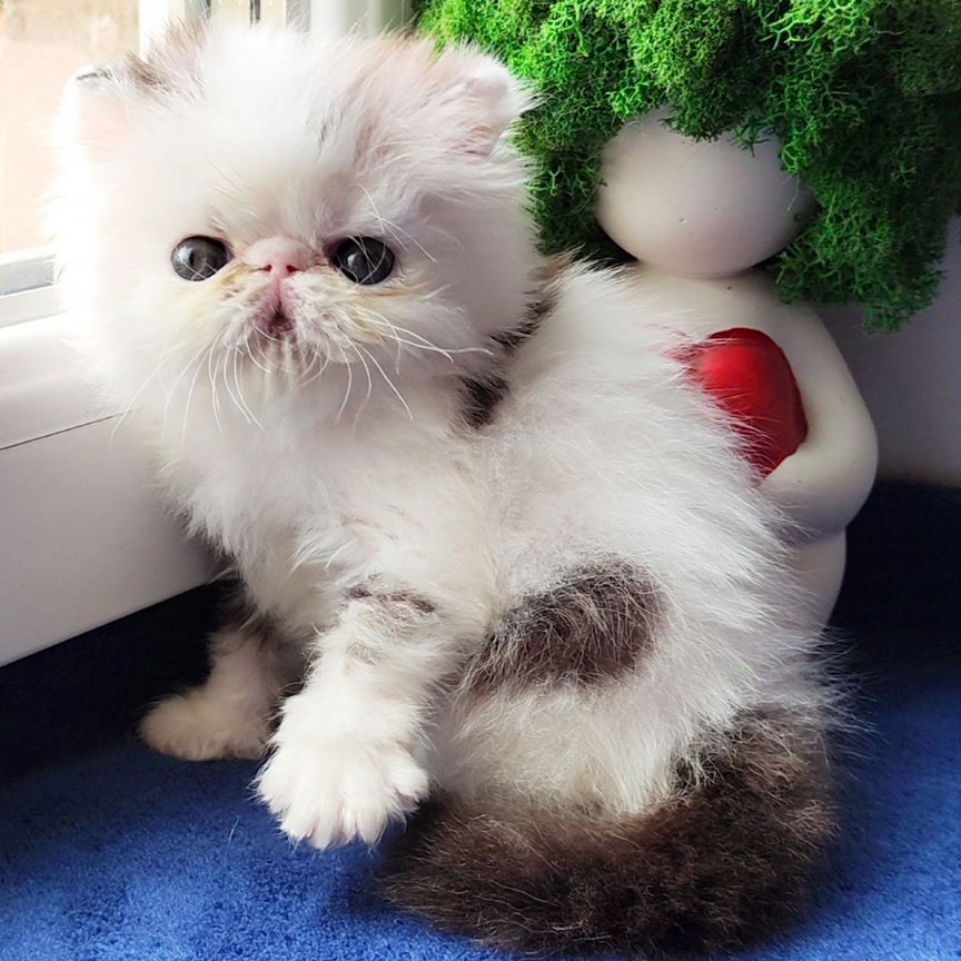 Экзотик котик