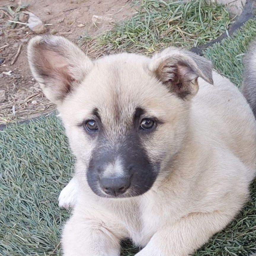 Отдам щенка в добрые руки