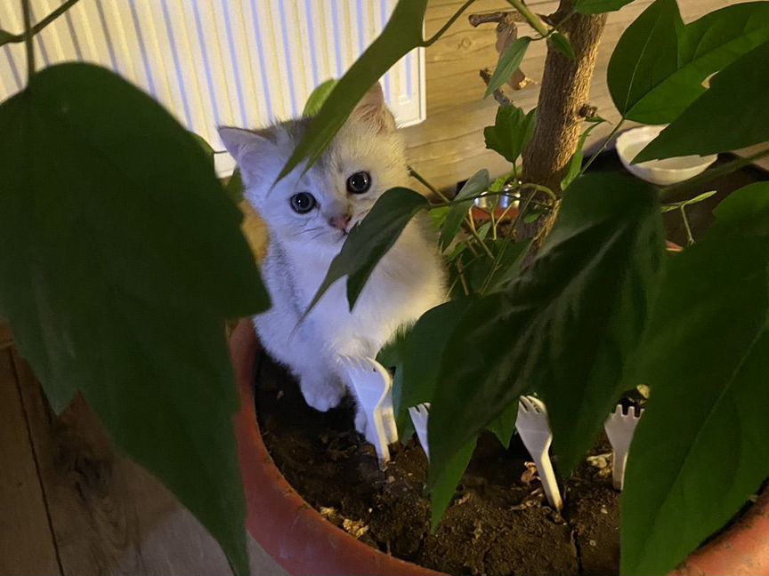 Котенок скоттиш-страйт (мальчик)