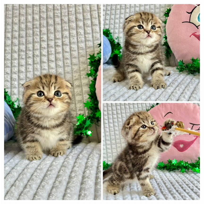 Шотландские котята