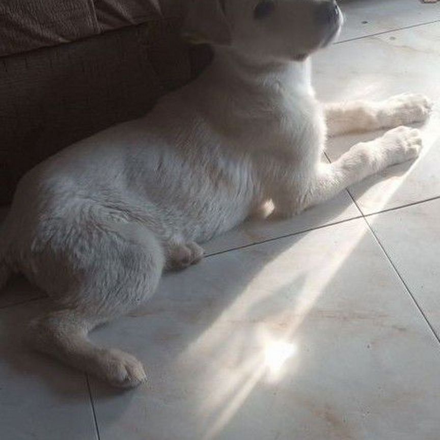 Замечательный мальчишка