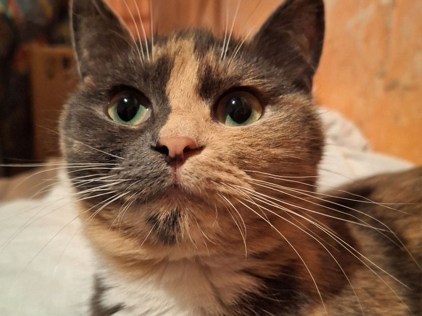 Нарядная кошечка Фея