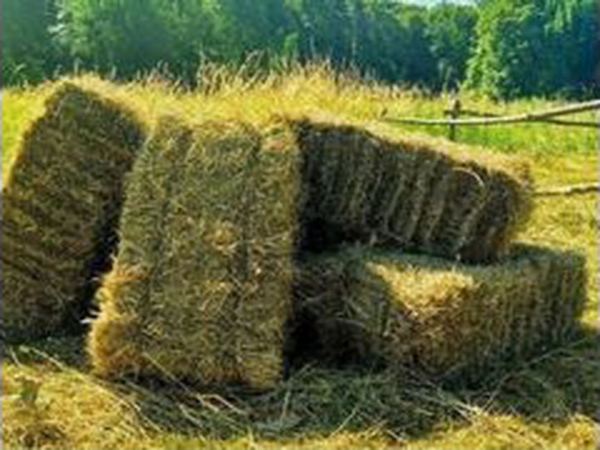 Продам сено в маленьких тюках