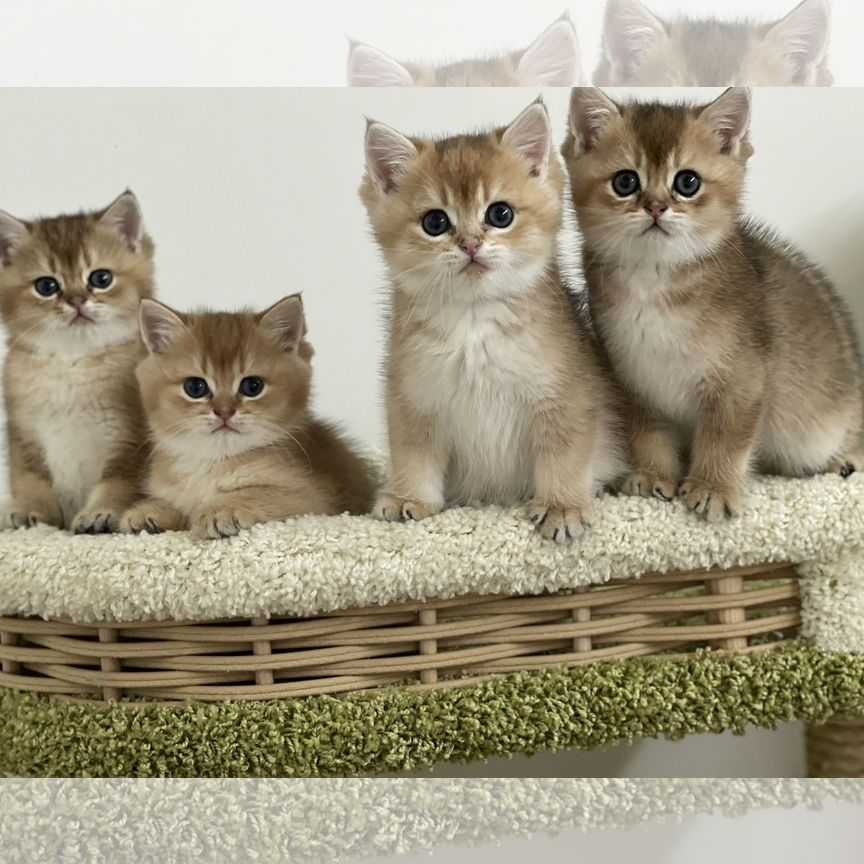 Продается британский котик