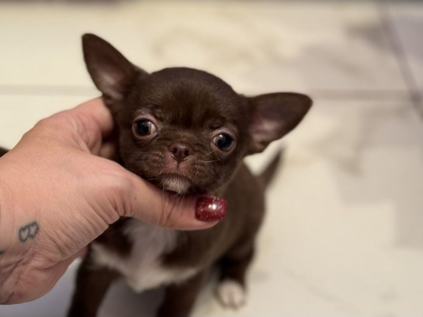 Девочка Шоколадная к/ш