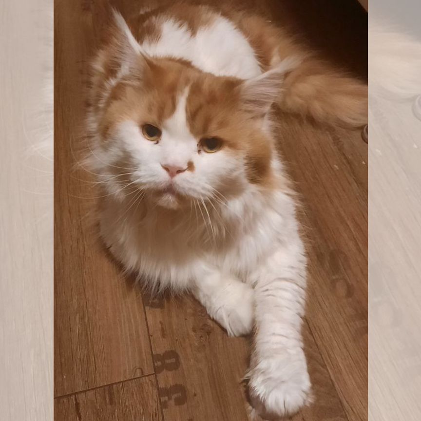 Мейн-кун, взрослый кот