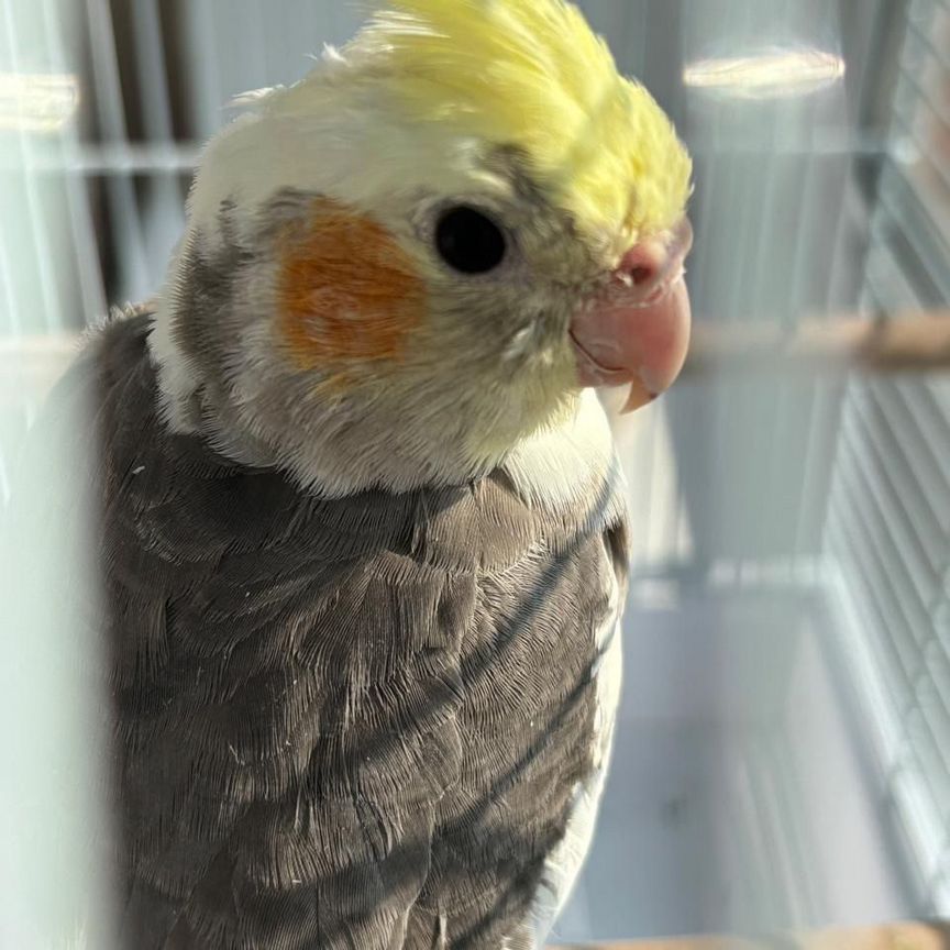 Попугай корелла