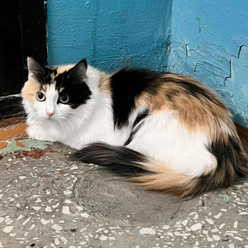 Взрослая, кошка в добрые руки