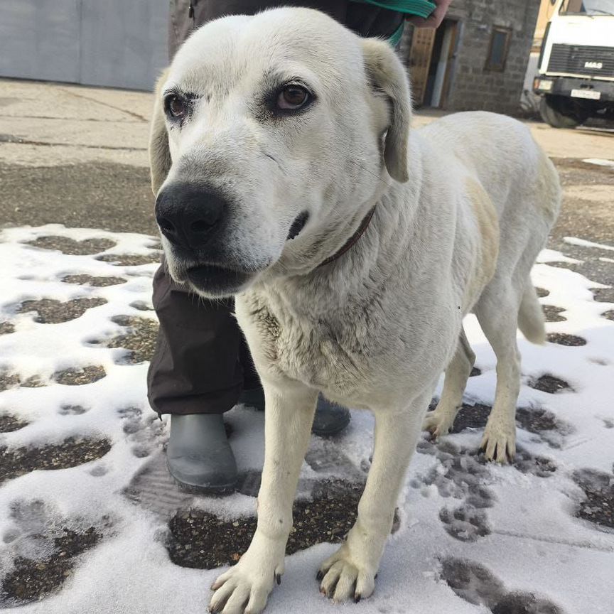 Взрослая собака в добрые руки