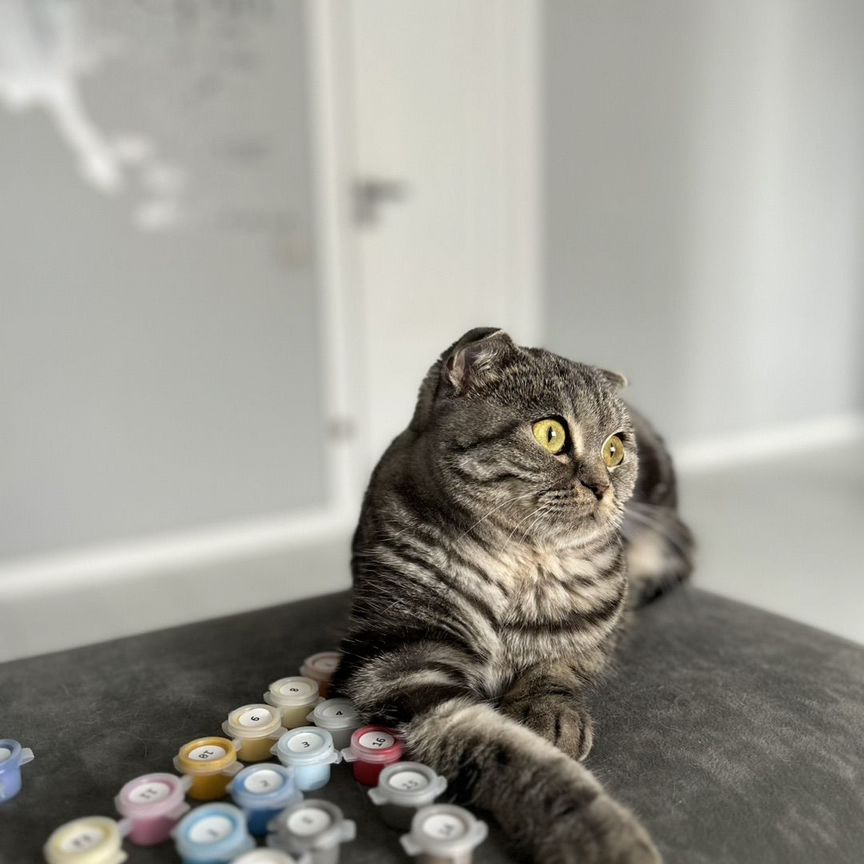 Продам котят шотландских