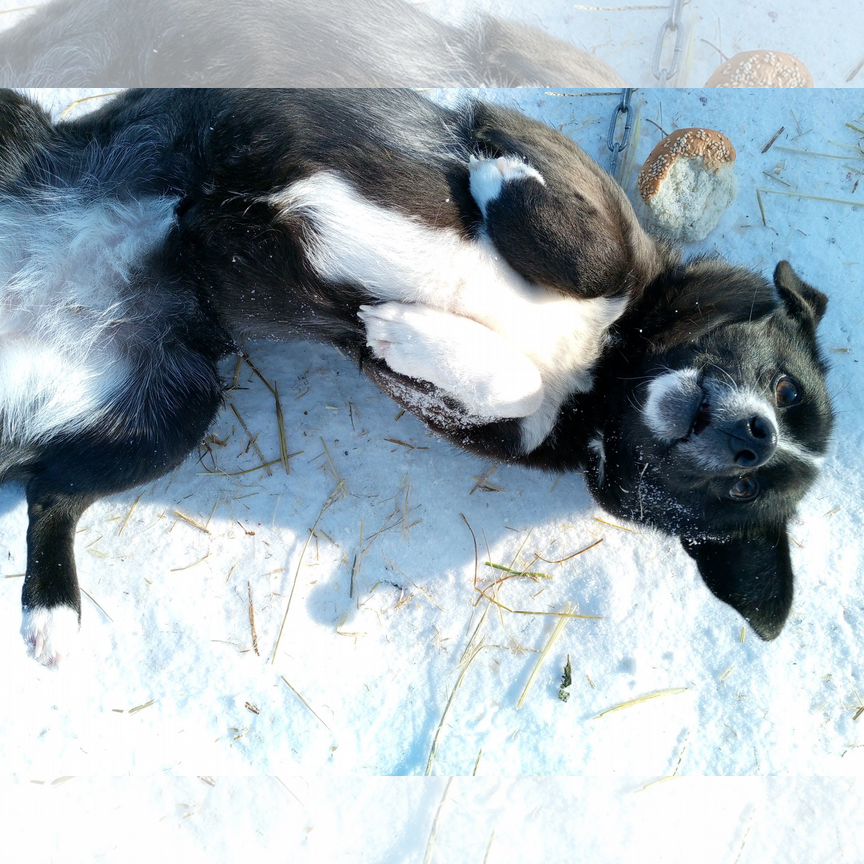 Взрослая собака в добрые руки