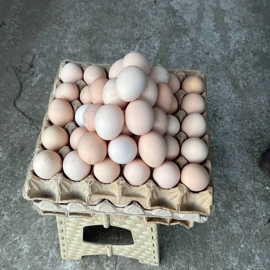 Продам домашние яйца, есть мелкий опт