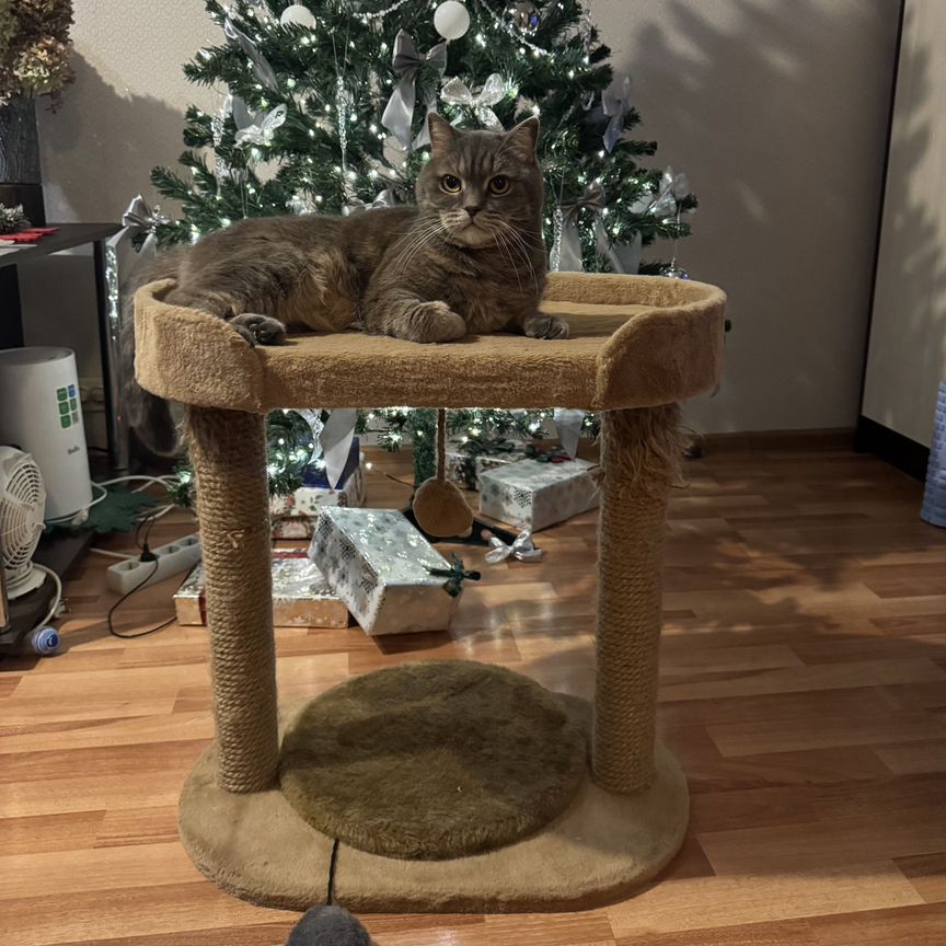 Когтеточка для кошки