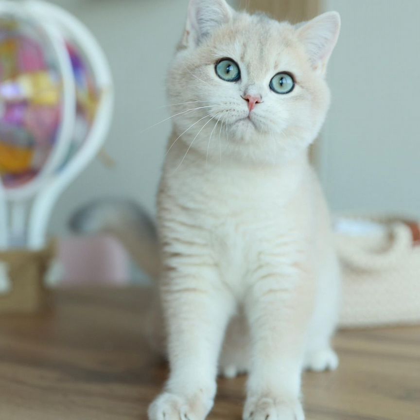 Британский короткошёрстный котёнок
