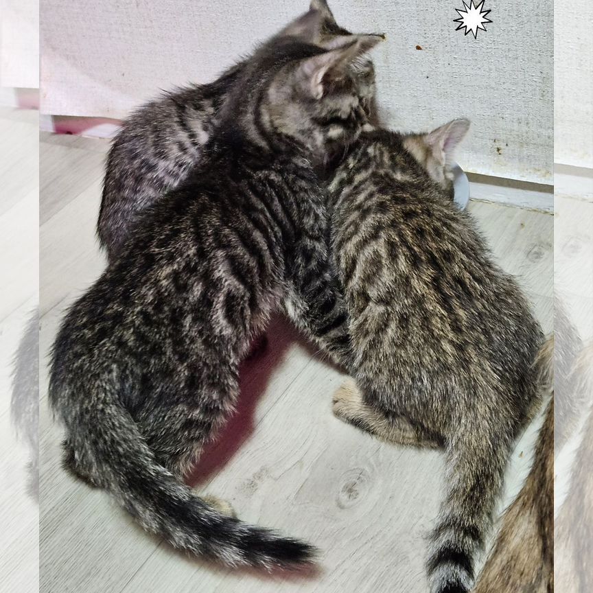 Бенгальские котята