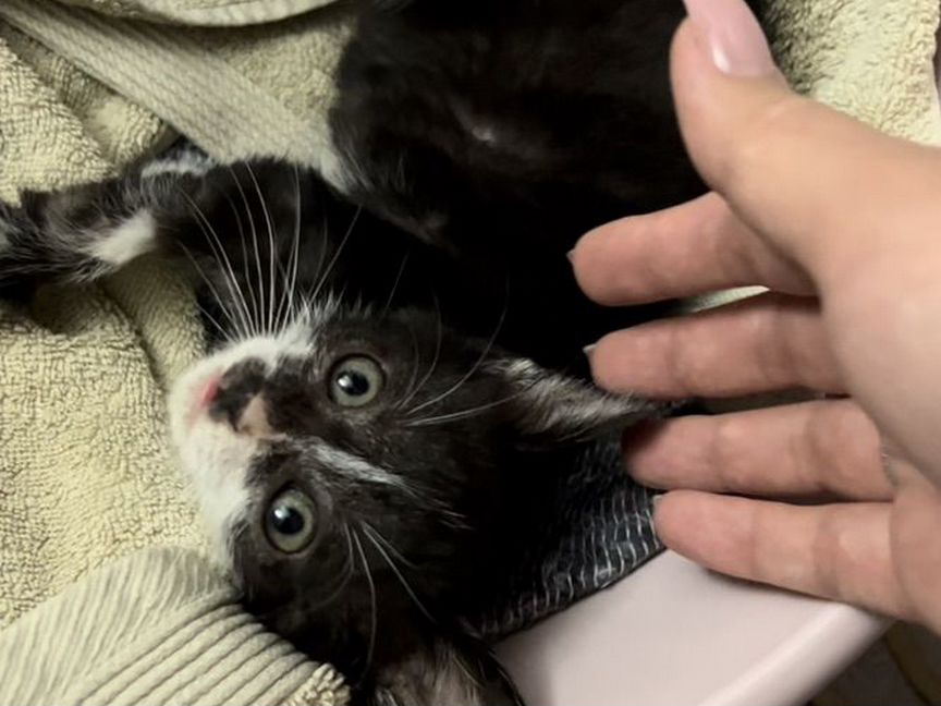 Котенок Фокс в добрые руки