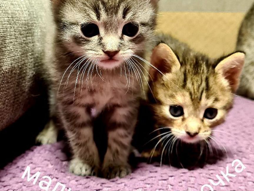 Котята в добрые руки