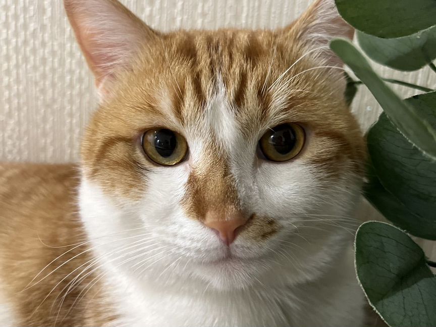 Кот полубританец