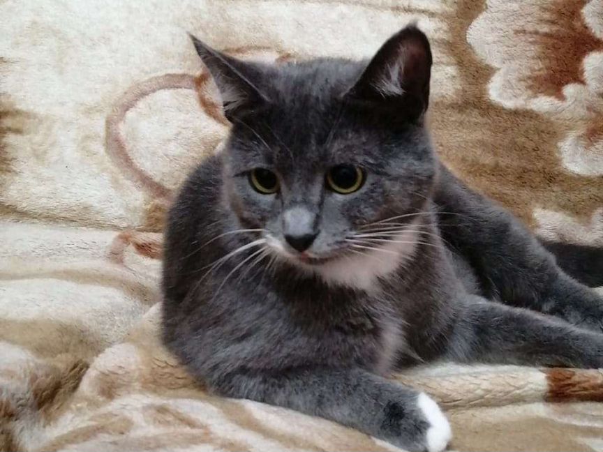 Кошка Матильда