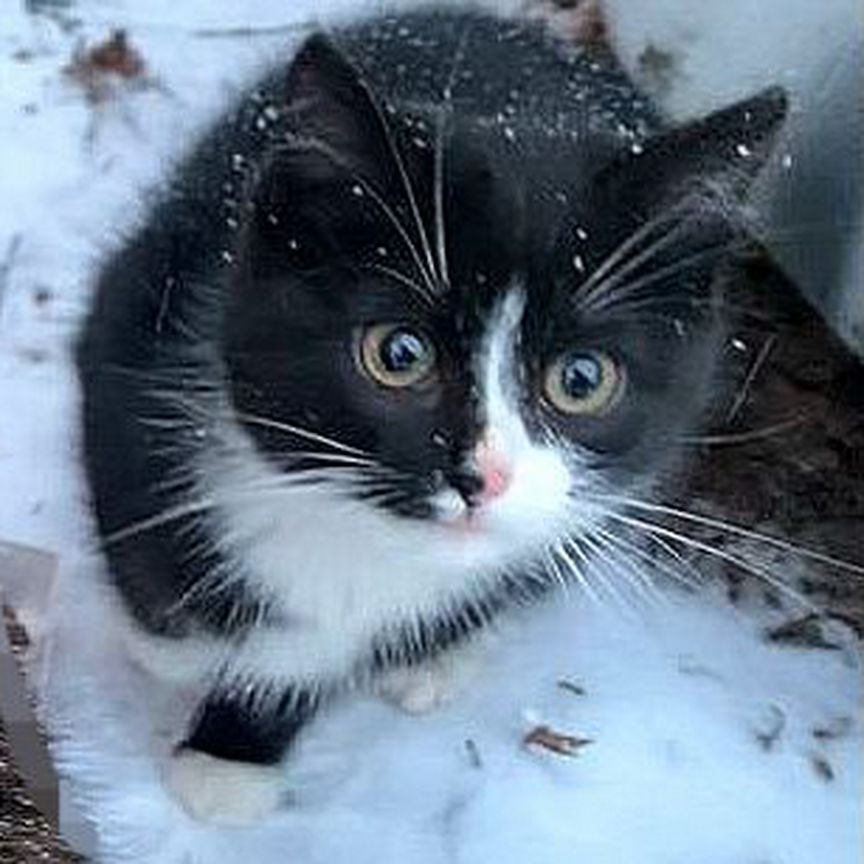 Котенок на улице