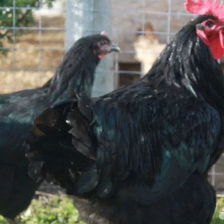 Джерсийский гигант-семья молодая