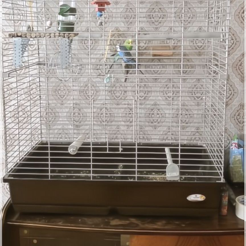 Волнистый попугай ручной с клеткой