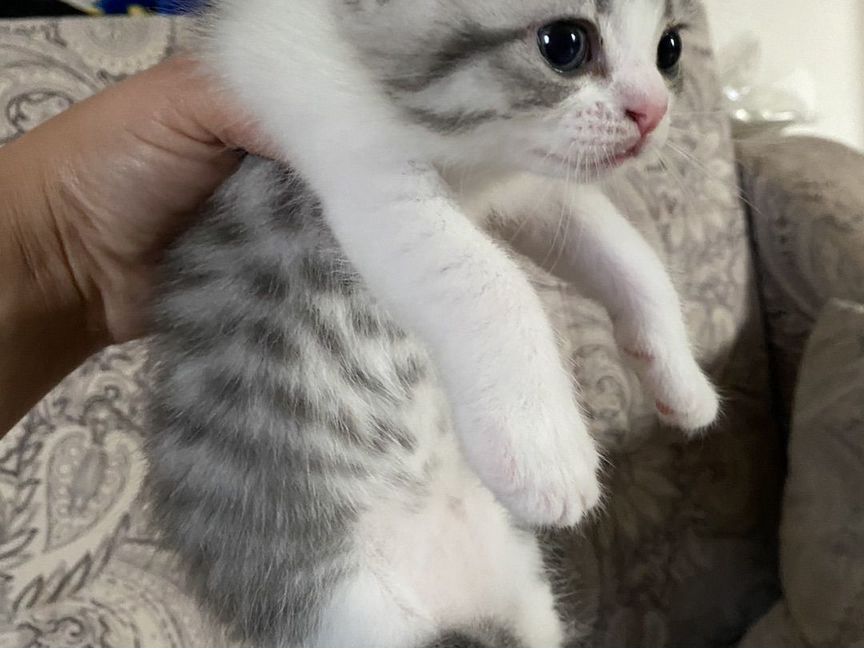 Котенок