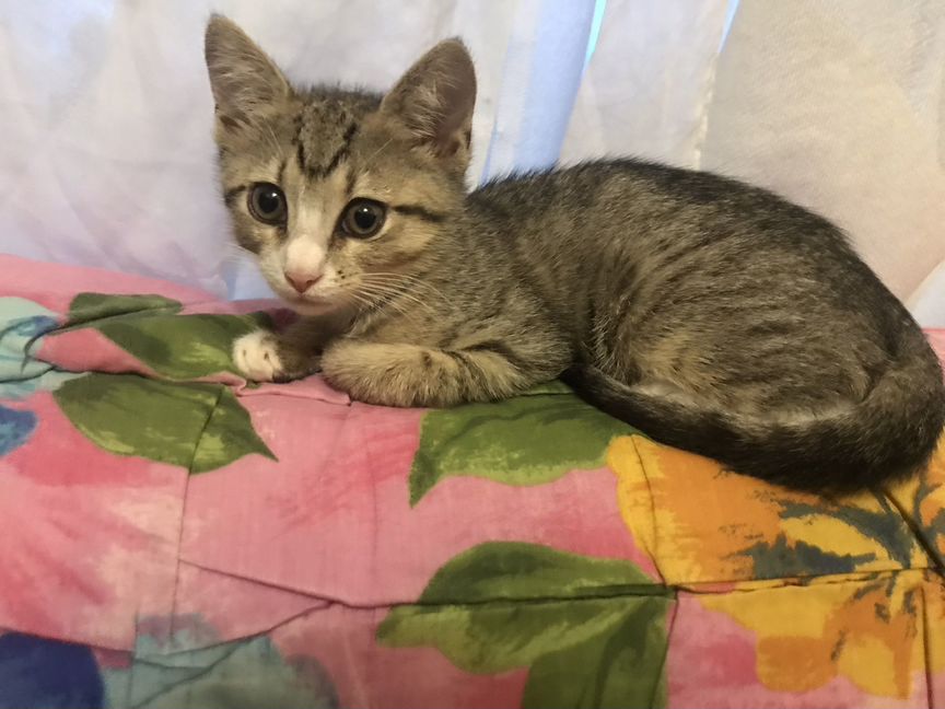 Котёнок безпородный