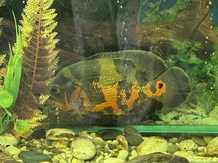 Рыба Астронотус