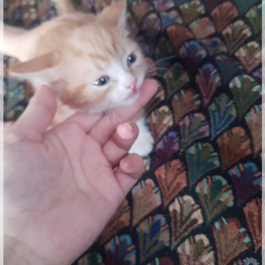 Котята в добрые руки приучены к лотку