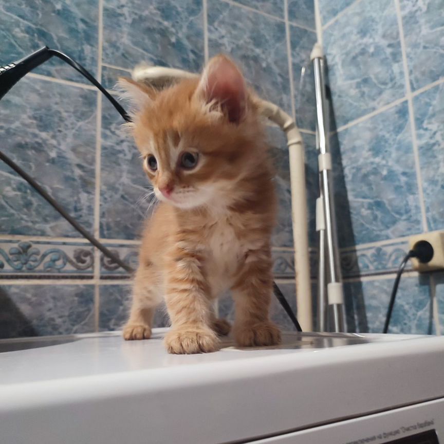 Кошечка и котик)