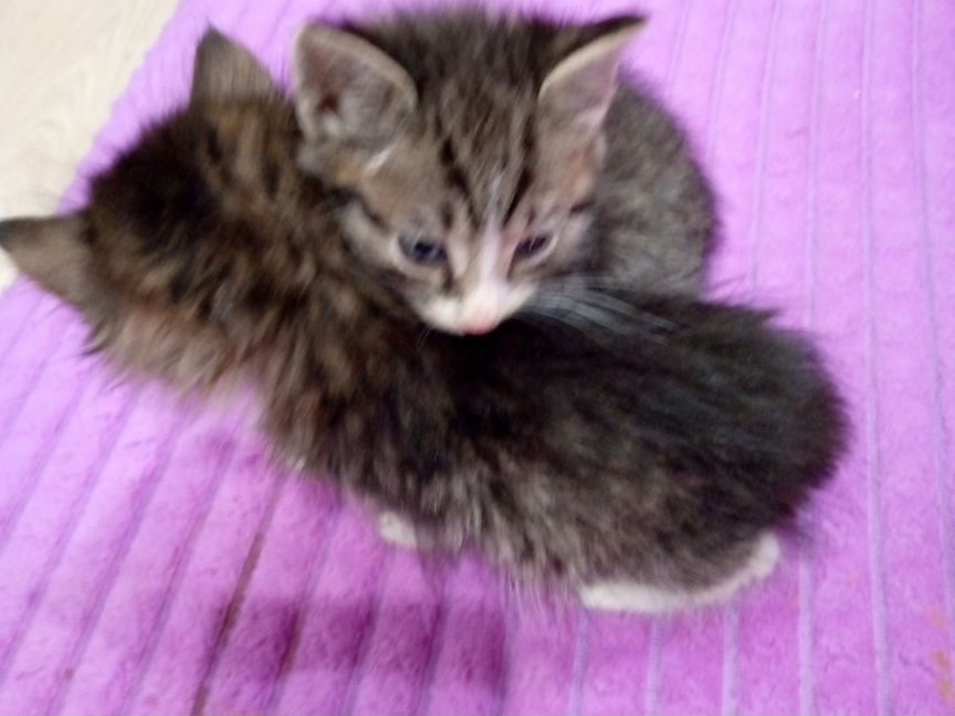 Отдам котят в добрые руки. Возраст 1,5 месяцев