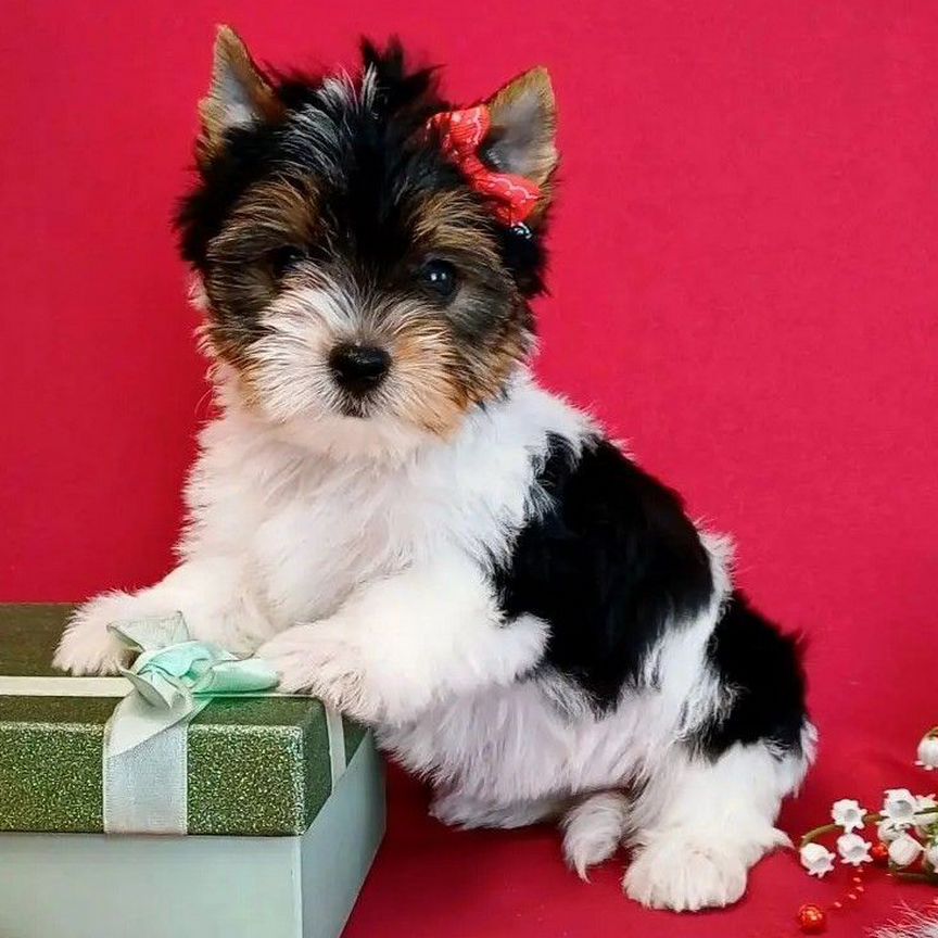 Бивер-йоркширский терьер, щенок