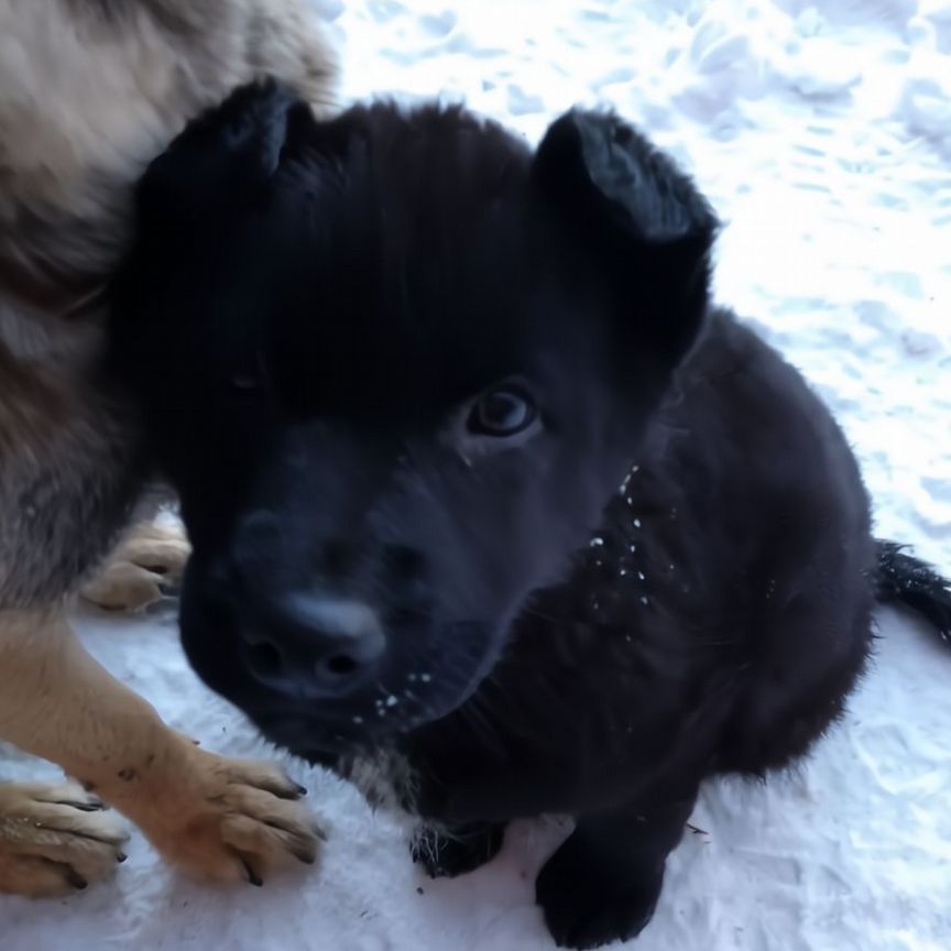 Щенок в добрые руки