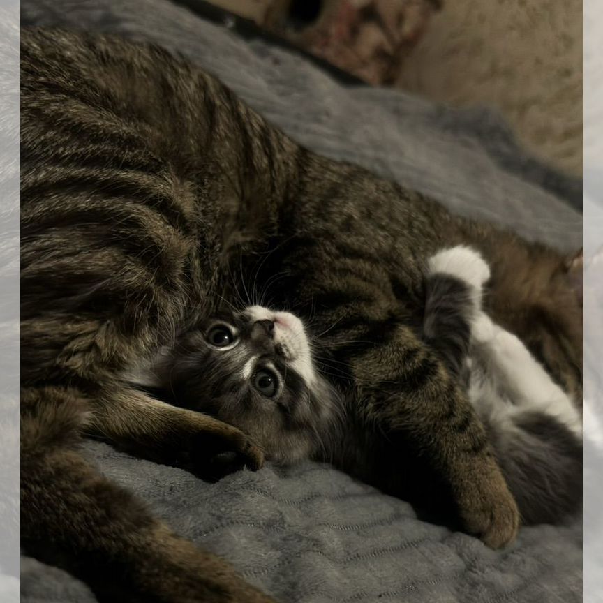 Котёнок в добрые руки