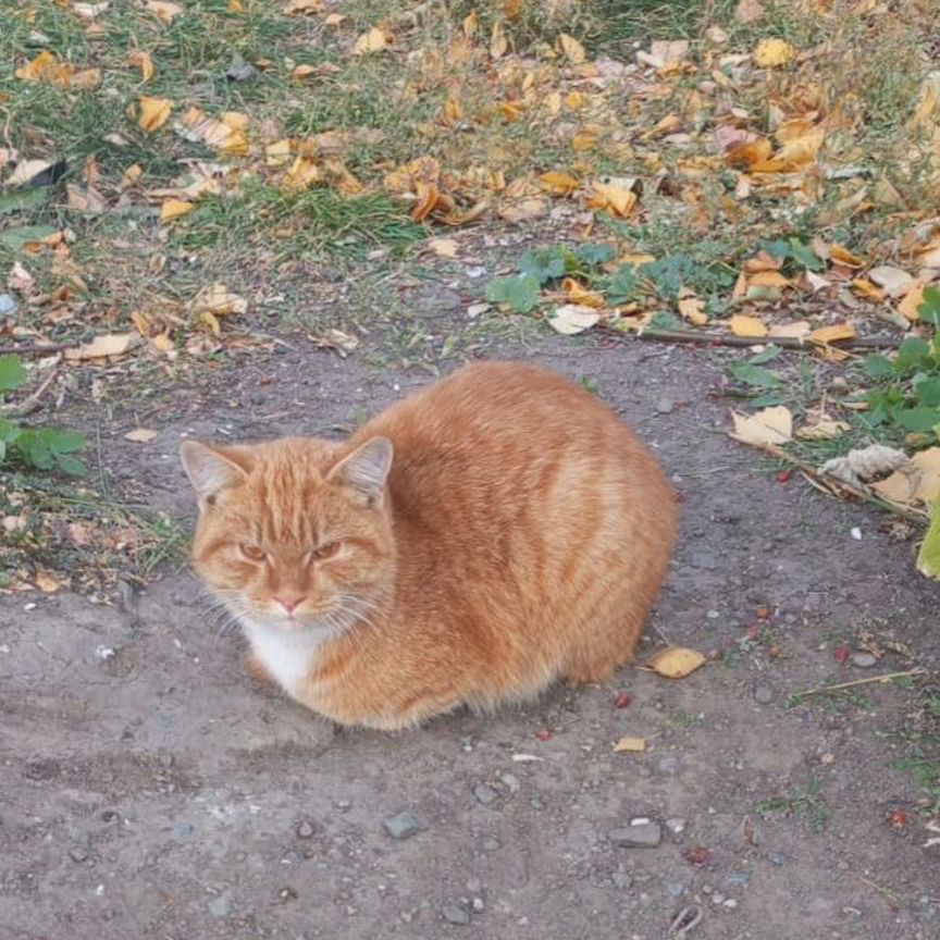 Котик